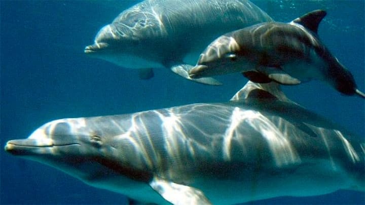 Descubren especie de mini- delfín sin dientes y con bigotes ...